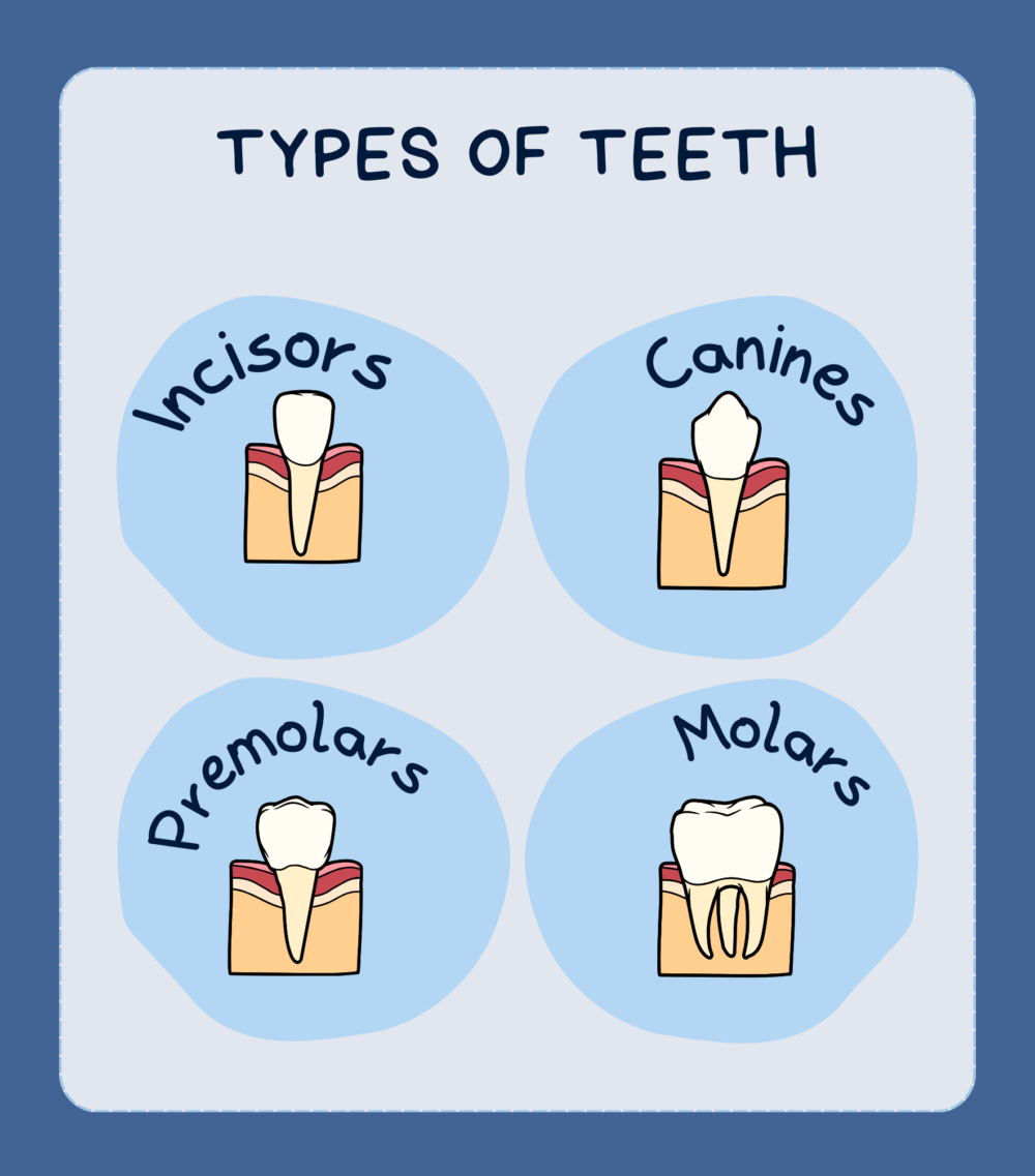 types-of-teeth - Smile Makeover of LA